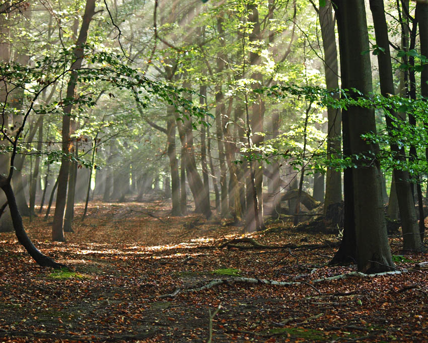 Outdoorkit: Places to see - Ashridge Forest