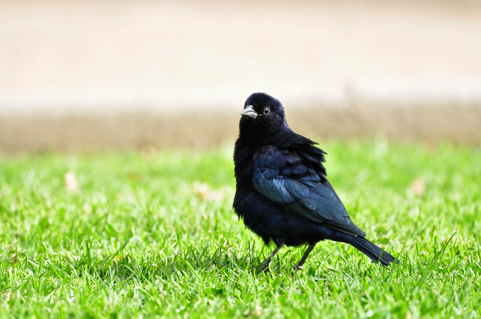 Pájaros, Pajarracos: abril 2014