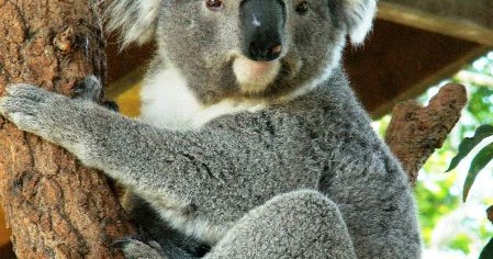 INFORMÁTICA EDUCATIVA: EL OSO KOALA