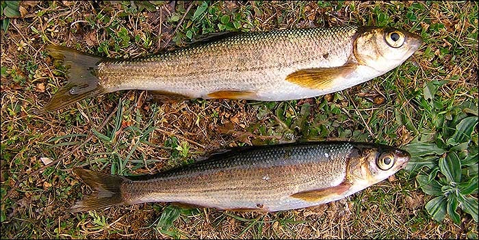 fauna y flora (extremadura-sao luis): Boga del Guadiana