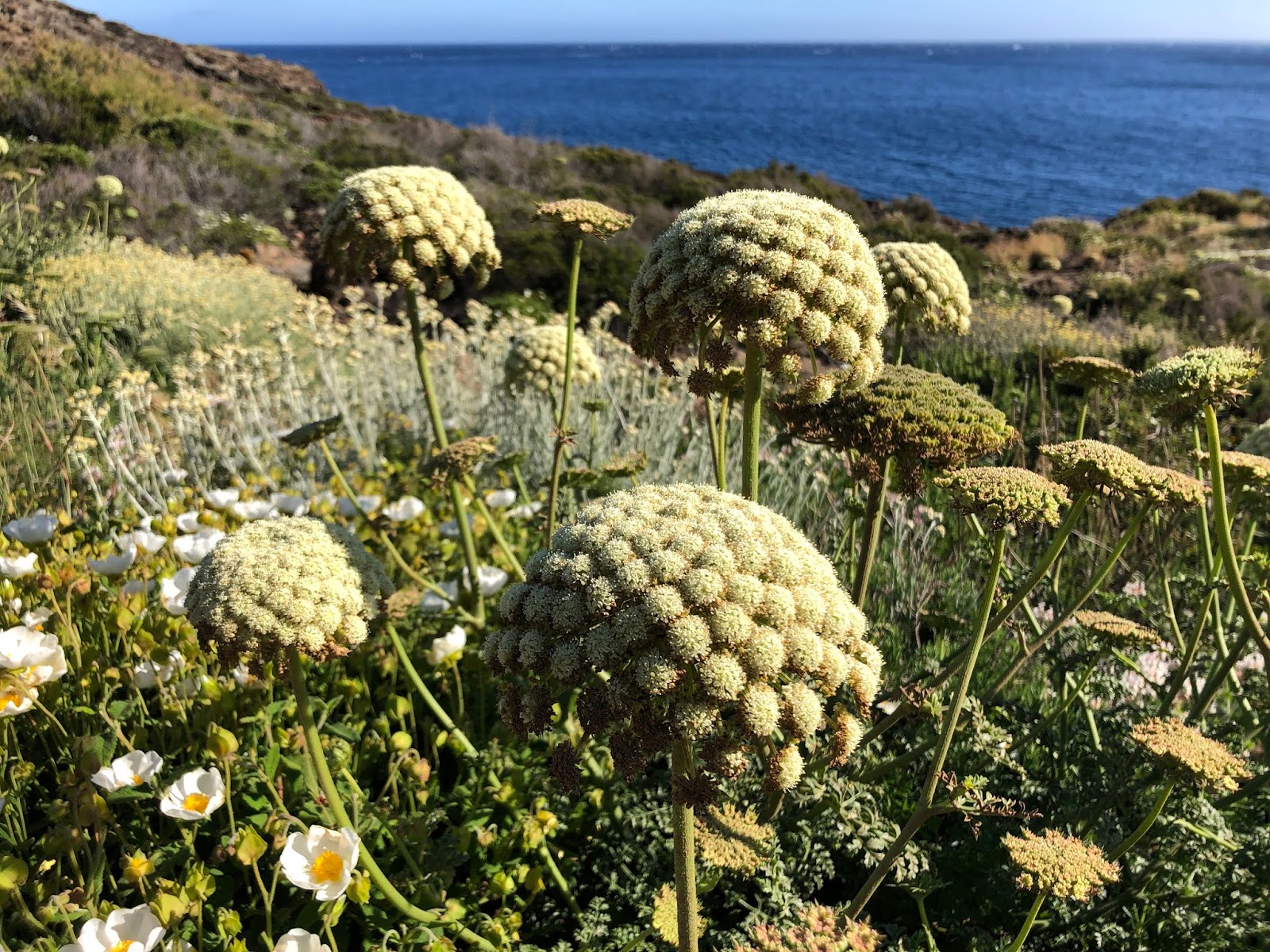 TravelMarx: Selected Flora of Pantelleria (Sicily, Italy)