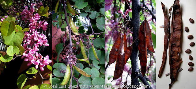 PLANTAR ÁRBOLES y arbustos: I. Árboles NO Autóctonos de España. Desde ...