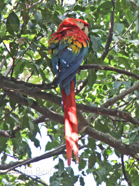 Aventura fotográfica: Guacamaya roja, guacamaya bandera (Ara macao)