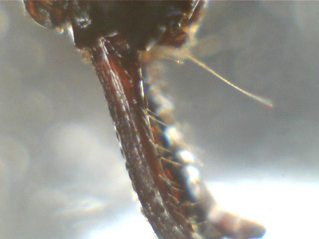 O MUNDO DOS INSETOS: FORMIGA VISTA NO MICROSCOPIO