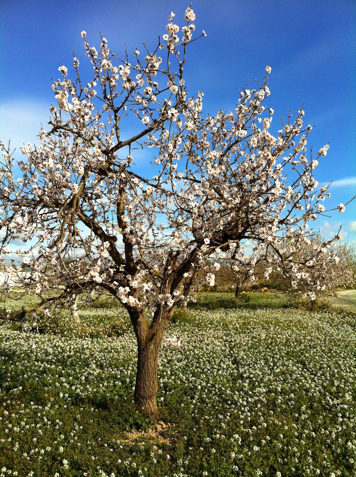 HOLIDAYS AROUND ALICANTE AND ELCHE BLOG: BLOSSOMING ALMOND TREES IN ...