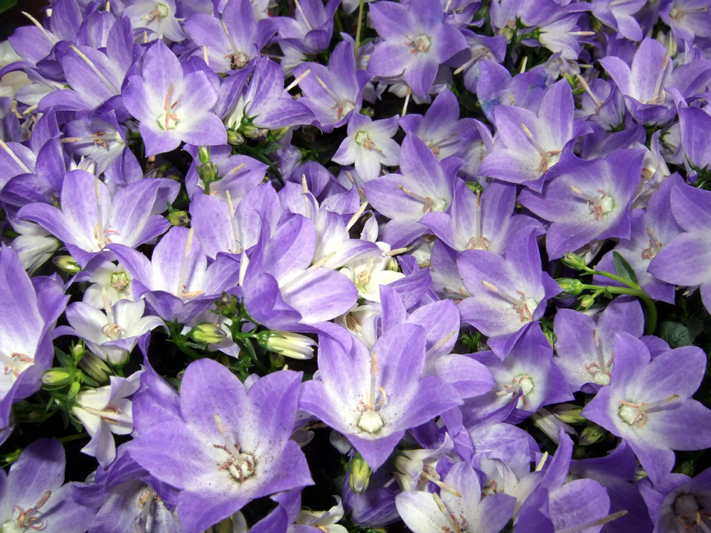 Öresundsquiltarna: Blommor