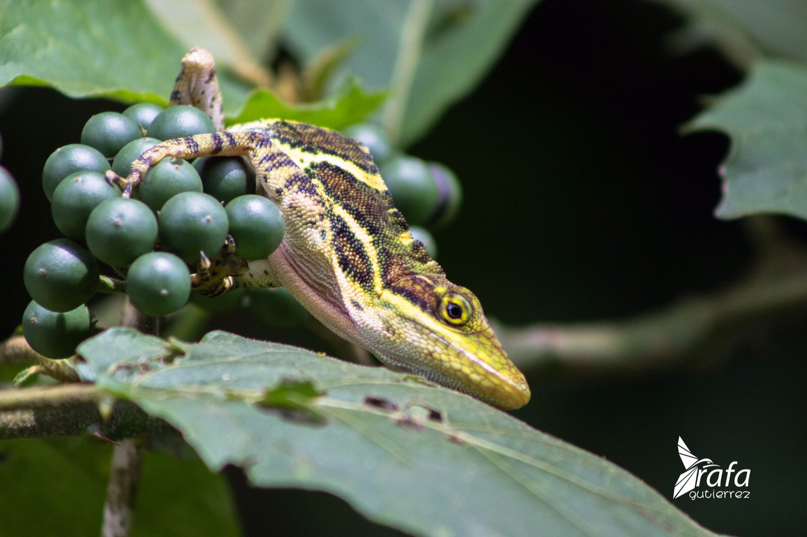 Giant Anole (Dactyloa microtus)
