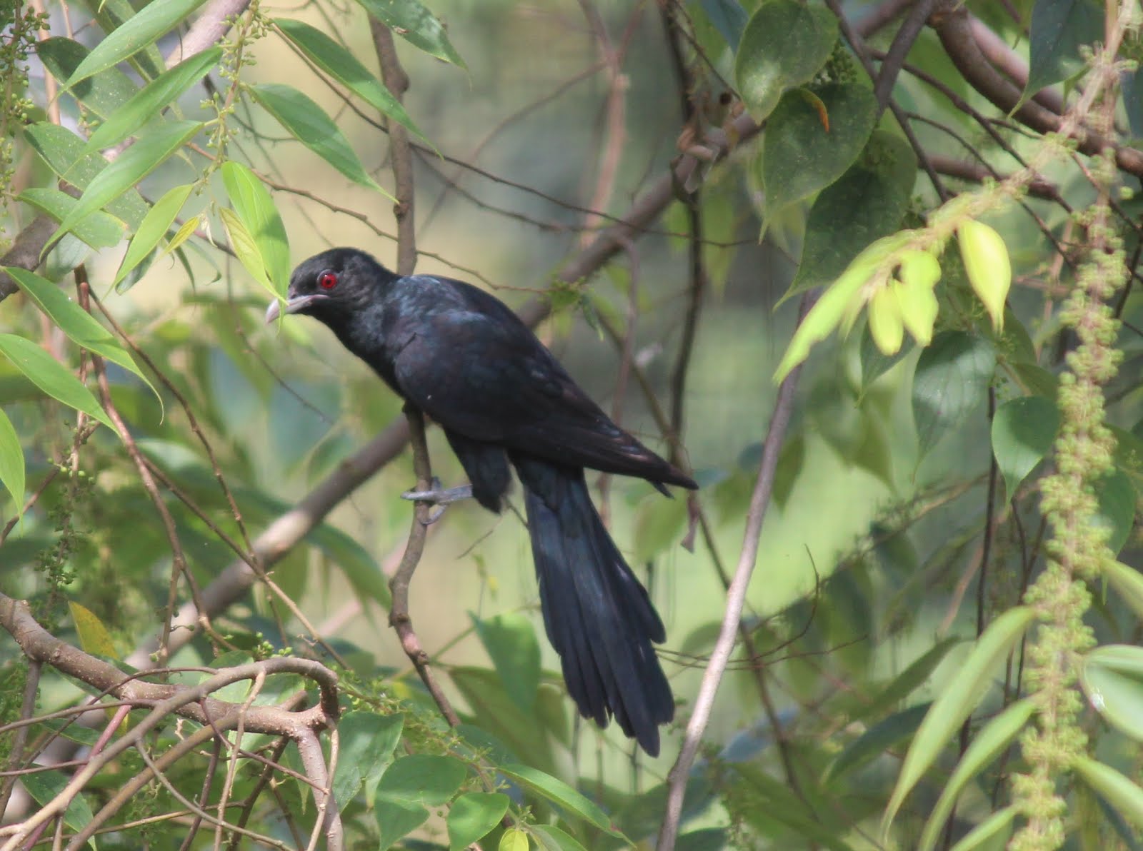 Mangaluru Through My Lens: Mangaluru Birds