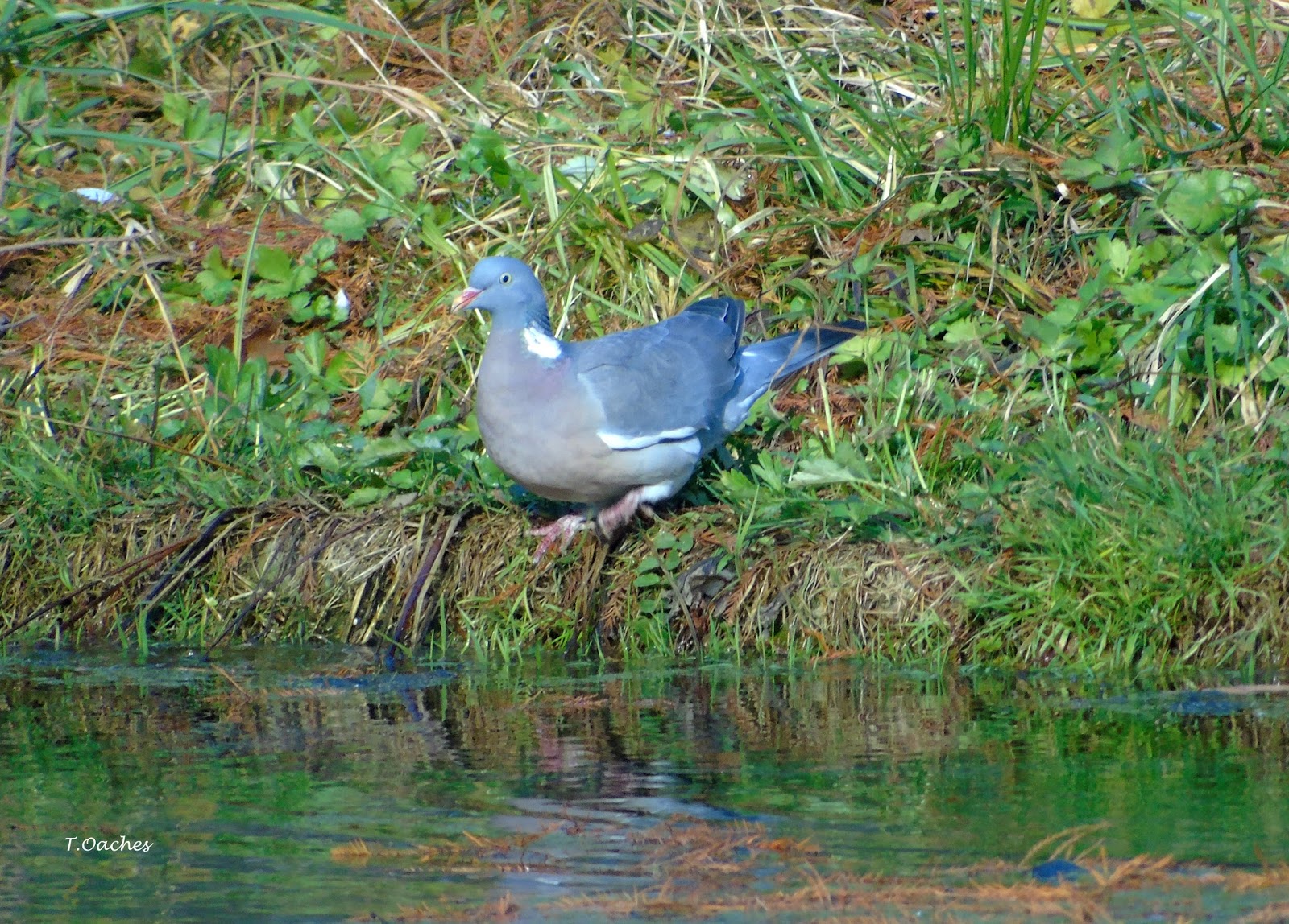 PASARI DIN ROMANIA: PORUMBEL SALBATIC GULERAT, Columba palumbus