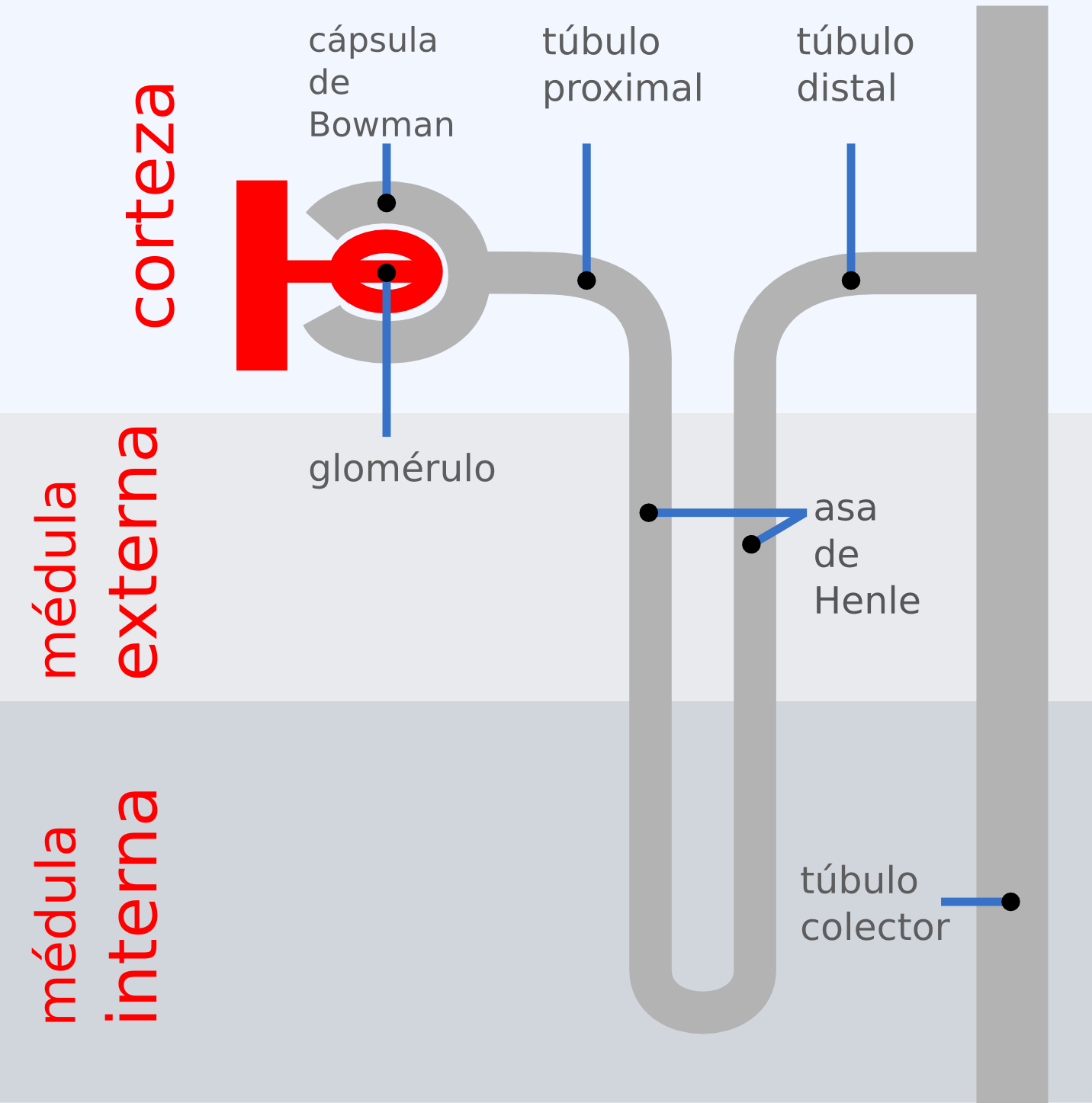 Bioquímica: Unidad 7: aparato urinario