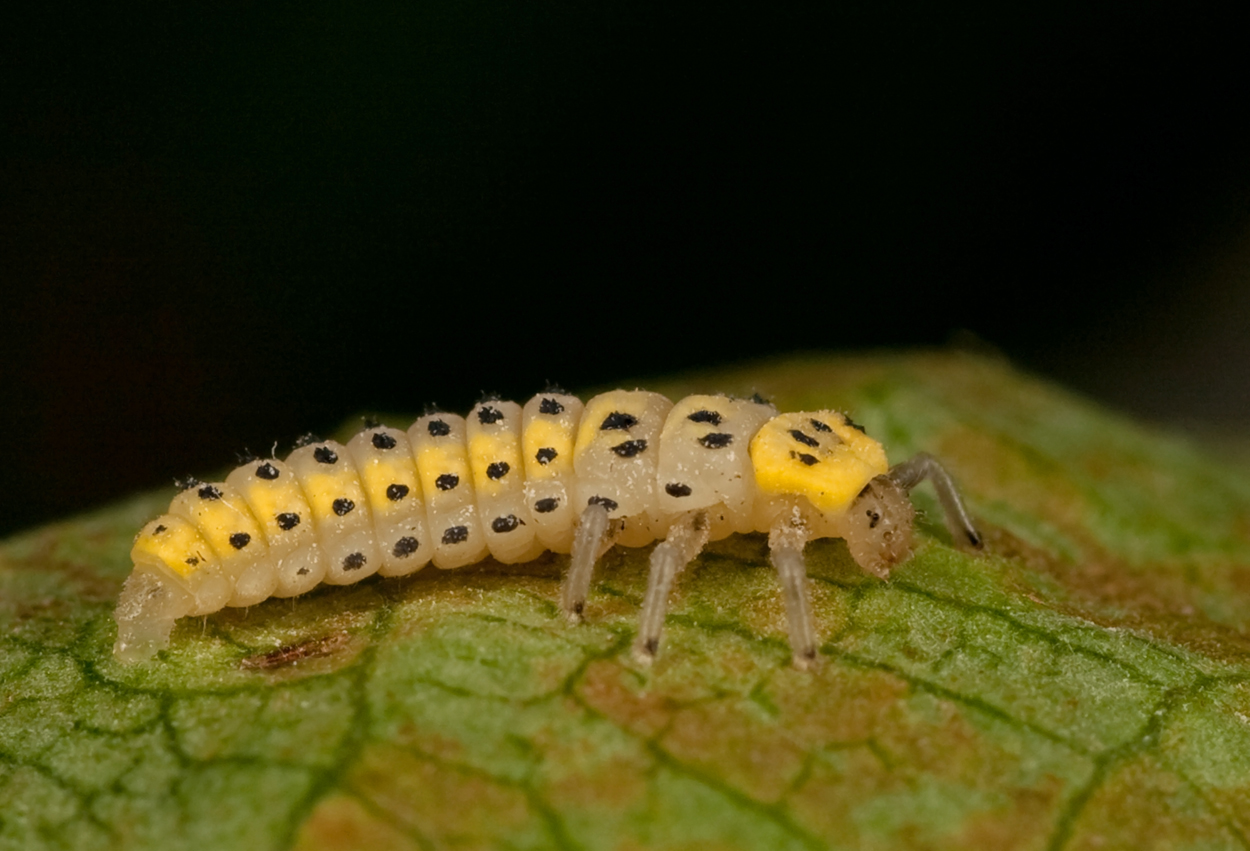 Irish Wildlife Photography: Orange Ladybird Larva