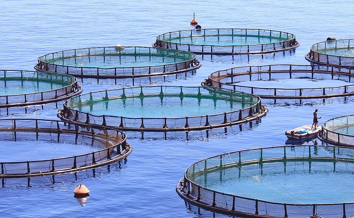 ProgressTH: Organic Fish Farming in Thailand?
