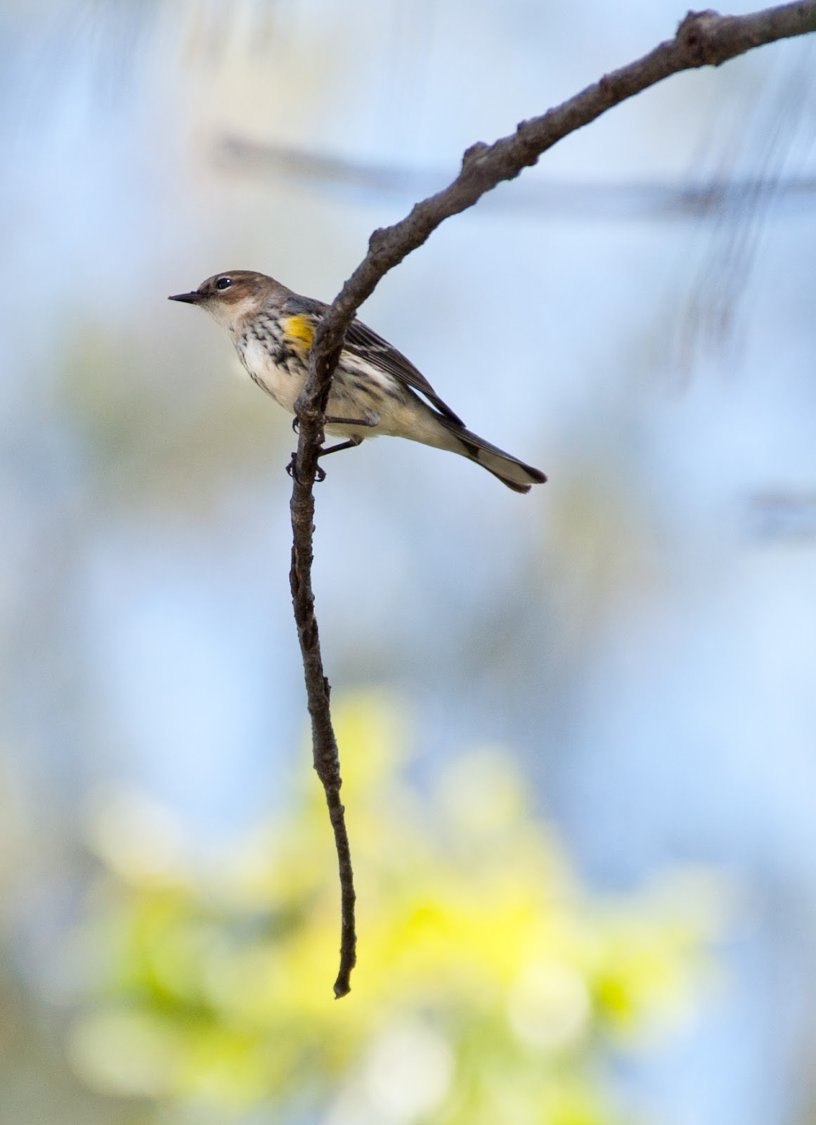 Rachelle Vance Photography♥: Bahama Birds~