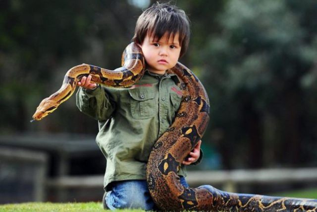 More Brain Points: Playing with snakes: A look at threat sensitivity ...
