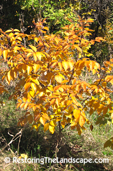 Restoring The Landscape With Native Plants: Native Plant of the Week ...