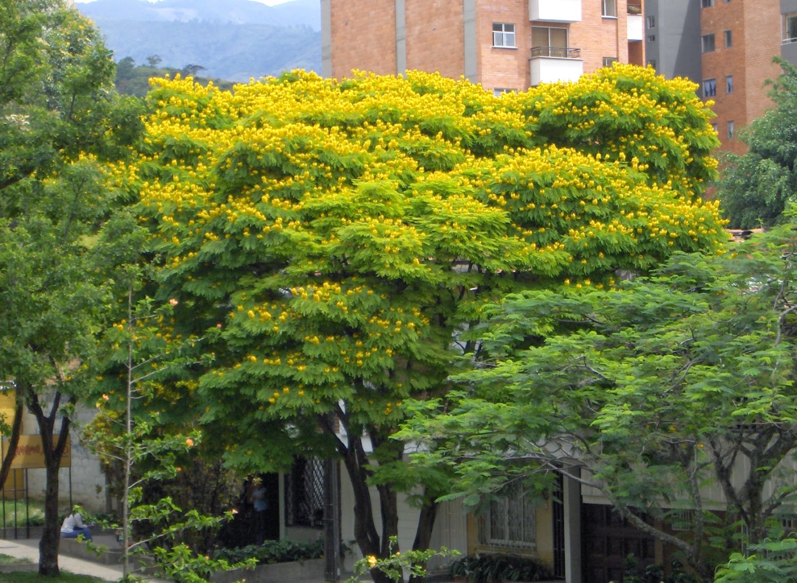 ARBORETUM: MAYO (acacia amarilla)