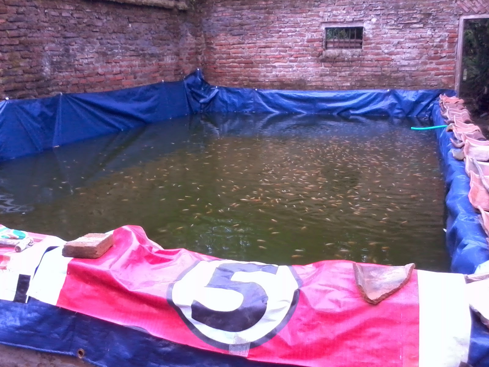 Budidaya Ikan Nila Dengan Kolam Terpal - Dunia Akuarium