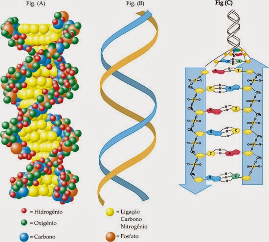 Ciencias de Joseleg: La estructura del ADN