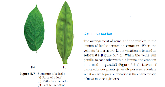 VENATION IN MONOCOTS & DICOTS, PARALLEL OR RETICULATE... CONFUSING, ISN ...