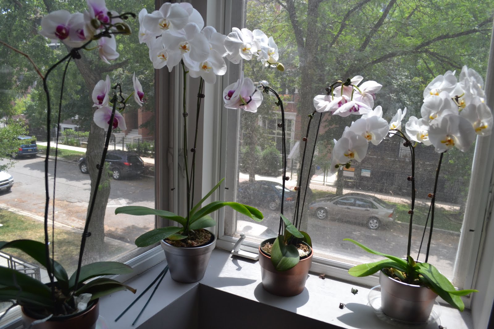 Live Well. Live Pure.: Dull Clay Flower Pot Makeover