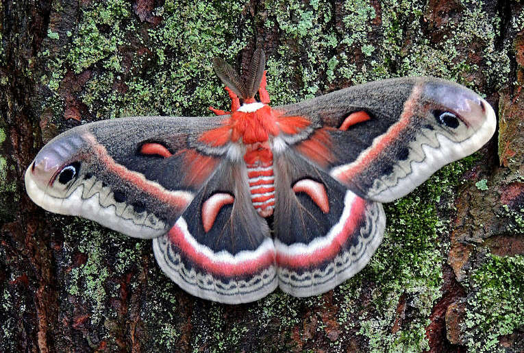 Ohio Birds and Biodiversity: Bizarre tube of goo spawns stunning moth!