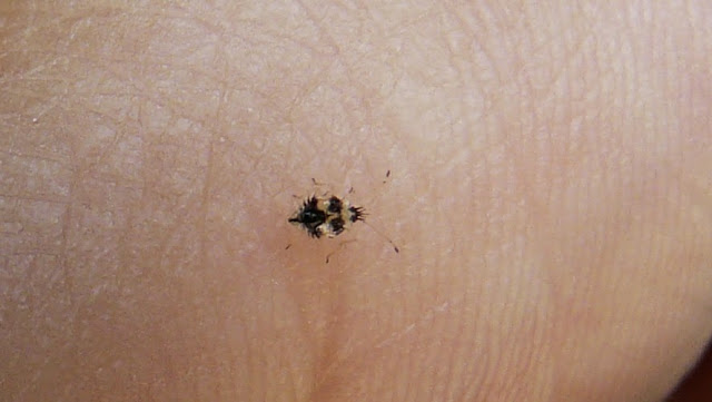 Nos Bêbêtes: insecte noir et blanc liliputien