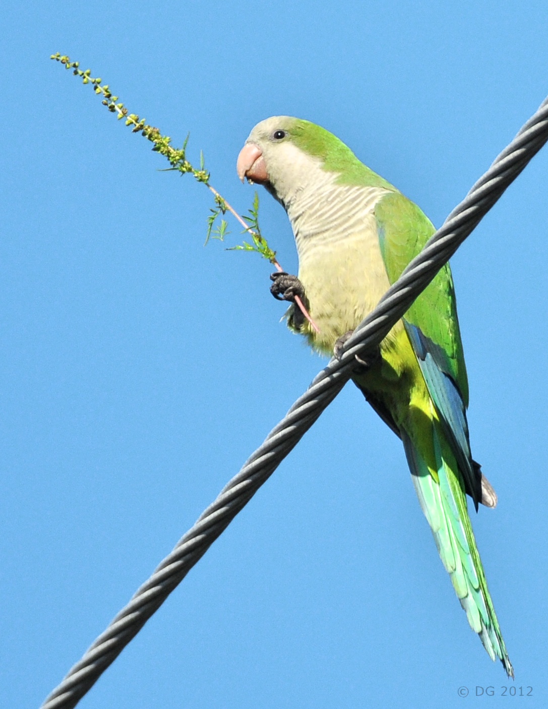 Monk Parakeet