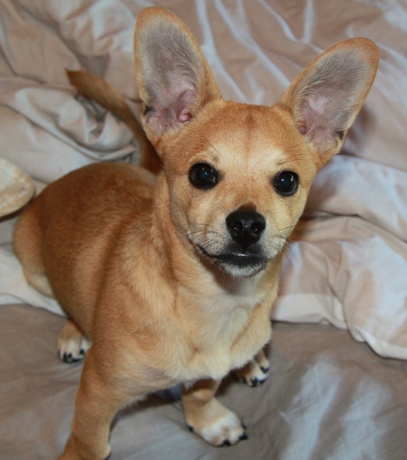 maria.fernandez.parrilla.animalista DIFUSION DE ANIMALES SIN HOGAR ...