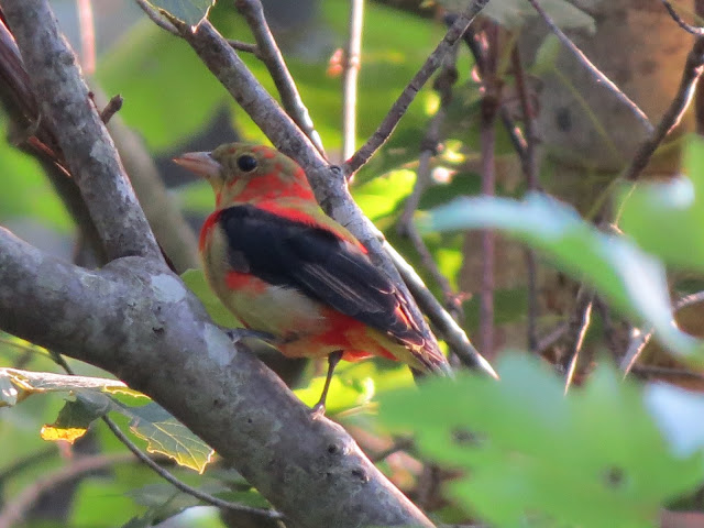 Things with Wings: Scarlet Tanager