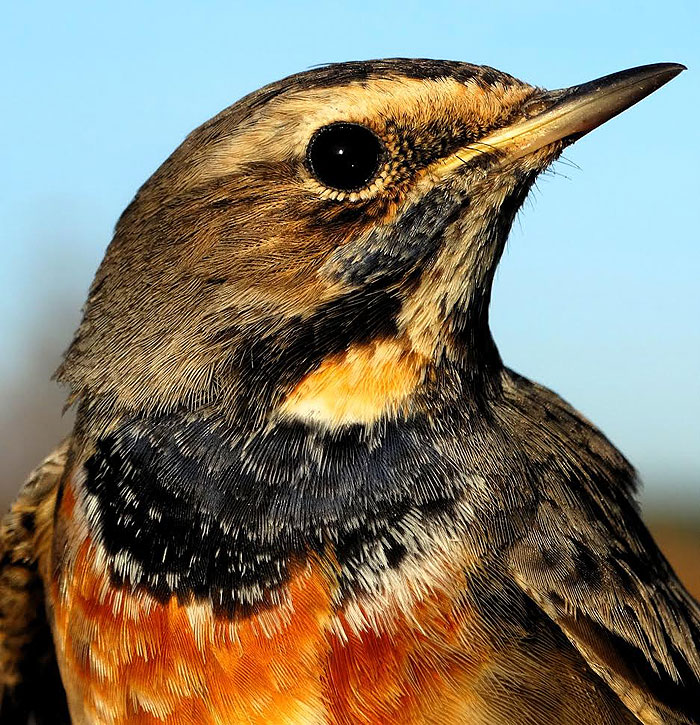 El Herrerillo: Concurso de fotografía de aves