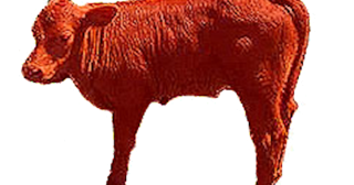 Dig Deeper: What was the Red Heifer all about?