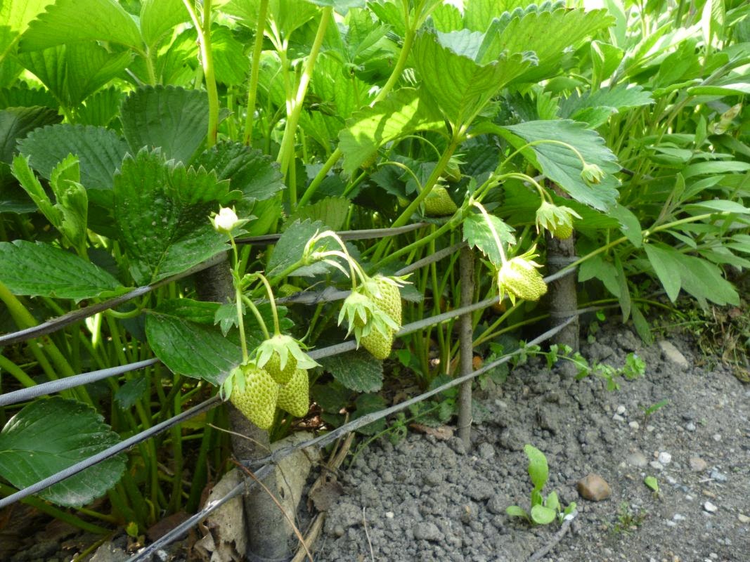 Din gradina,: Capsuni