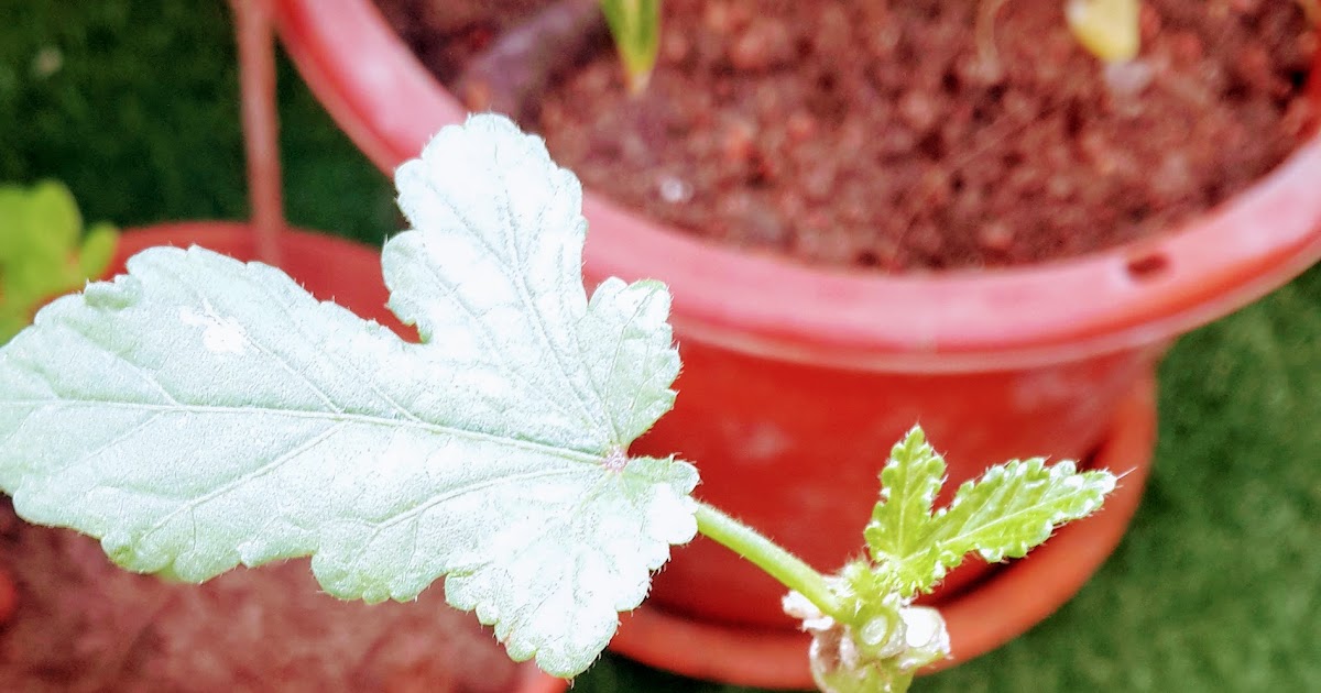 Hiking & Gardening: Projek Tanaman 18: Pokok Bendi