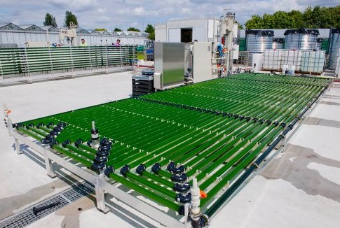 ALGAL BIOREFINERY