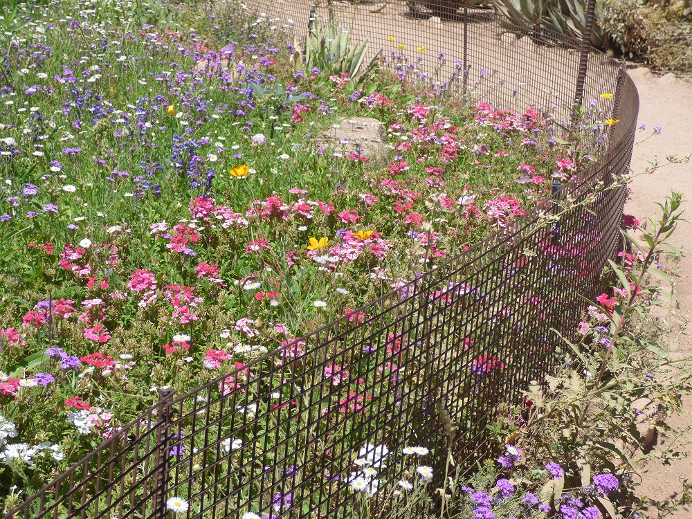 Kittling: Books: An April Stroll through the Desert Botanical Garden ...