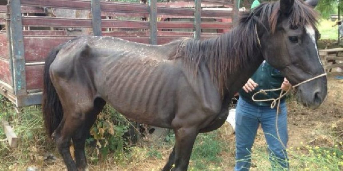 Desnutrición equina: LOS CABALLOS