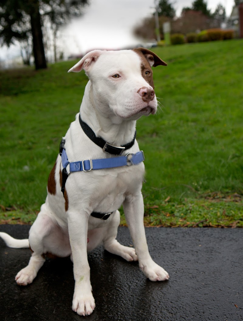 Shelter Dogs of Portland: "SNOOPY" goofy fun Pitbull