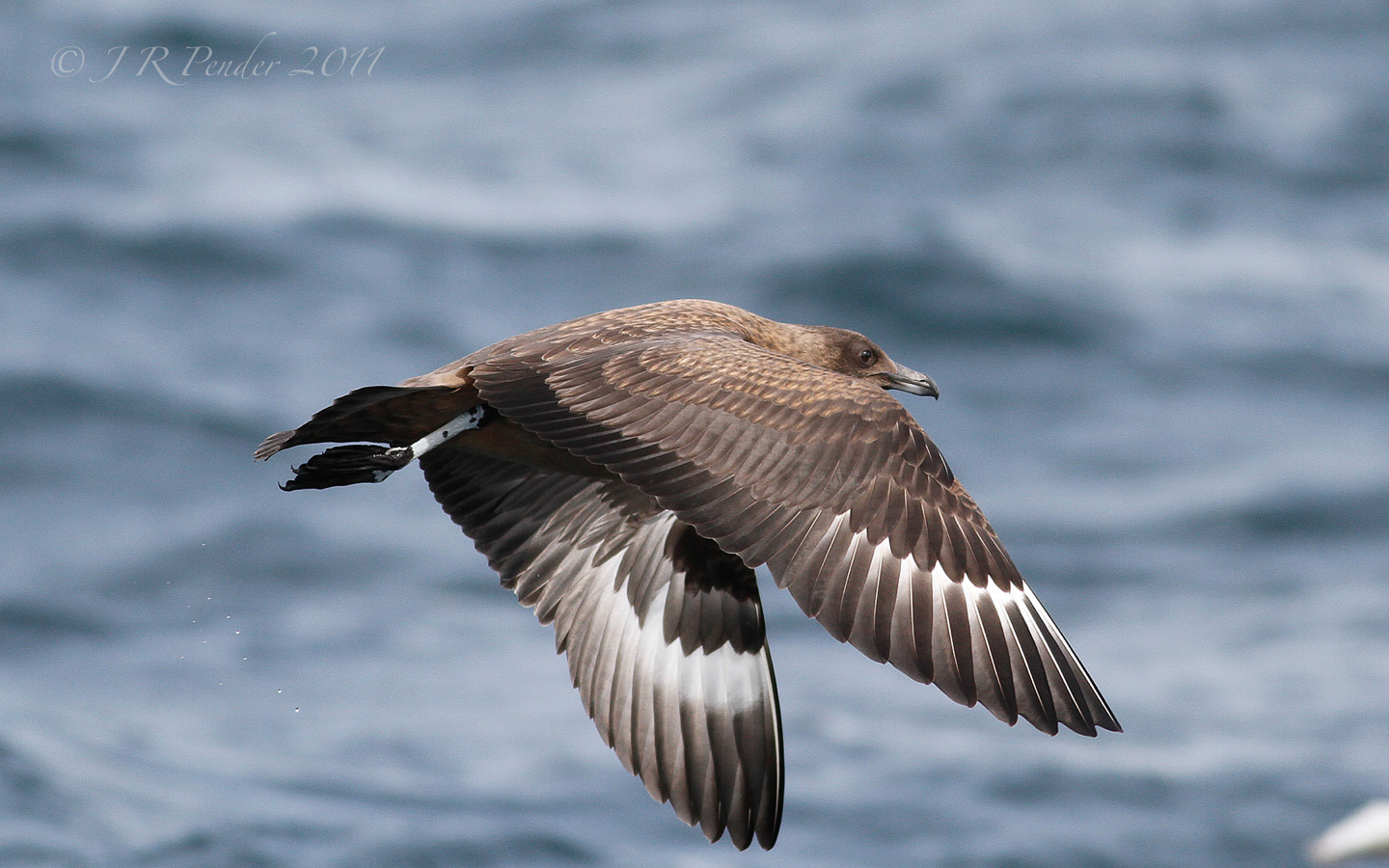 Joe Pender Wildlife Photography: Bonxie Plus Arctic Skua & Bonxie