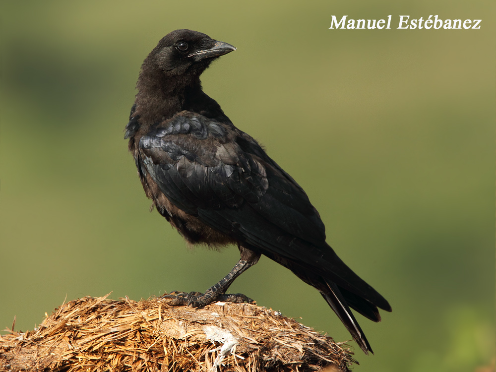 Miradas Cantábricas: Corneja negra (Corvus corone)