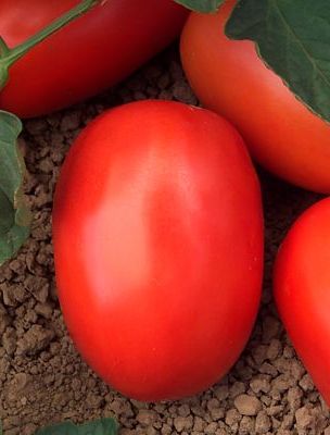 Semillas Venezuela Oficial