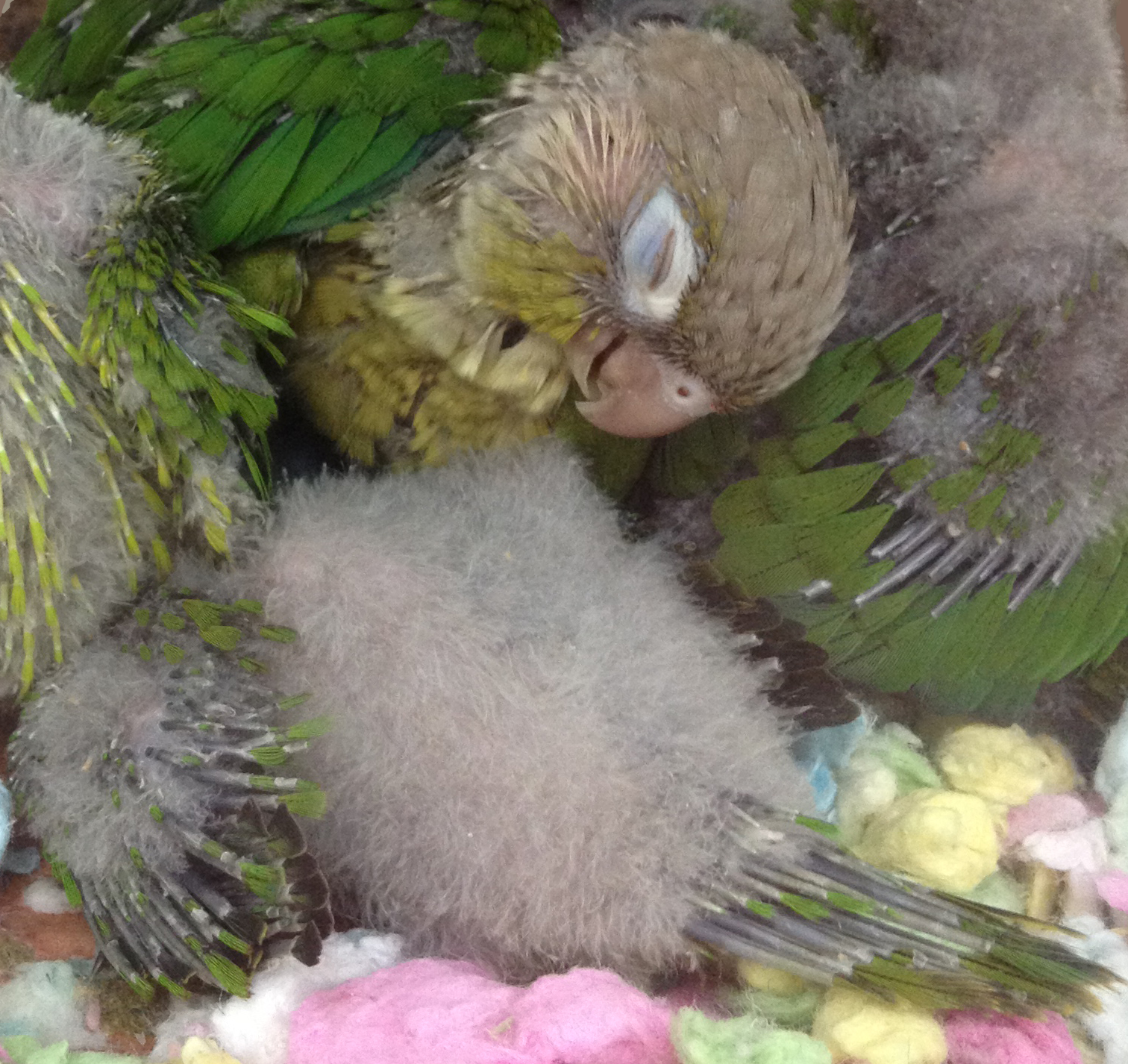 The Helpful Art Teacher: Rhythmic Line Designs And Patterns