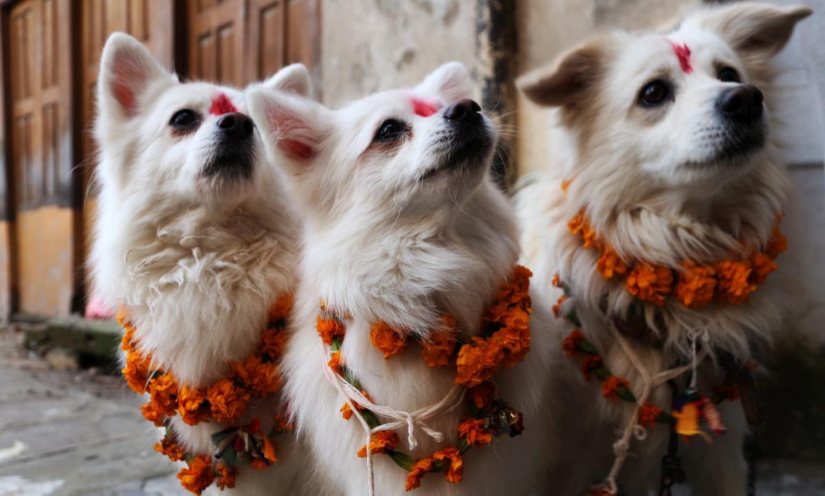 Tihar festival in Nepal ~ हाम्रो नेपाल हाम्रो गौरब नेपालीहुनमा गर्ब छु ...