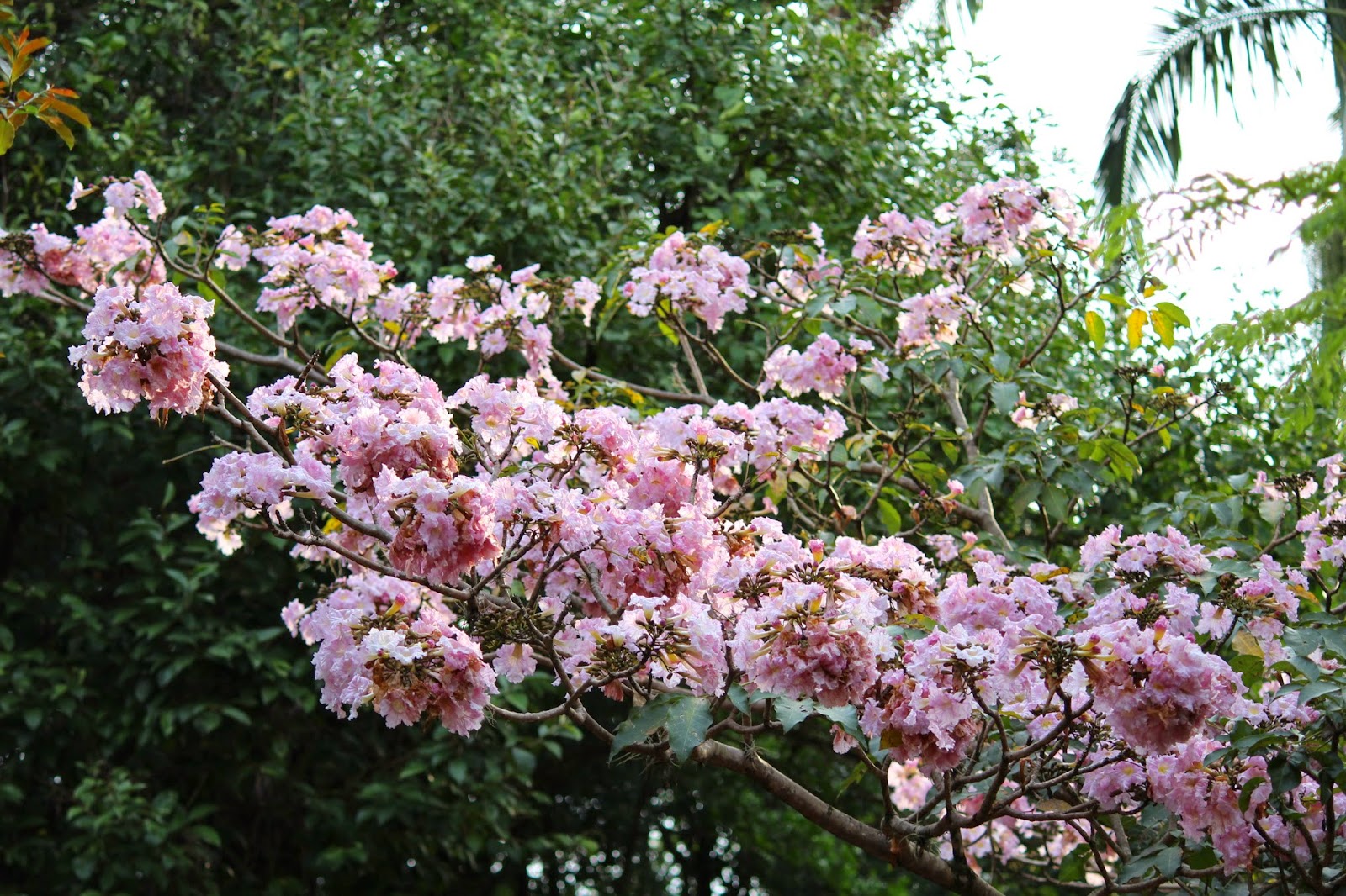 Uma flor por dia: Ipê-rosa