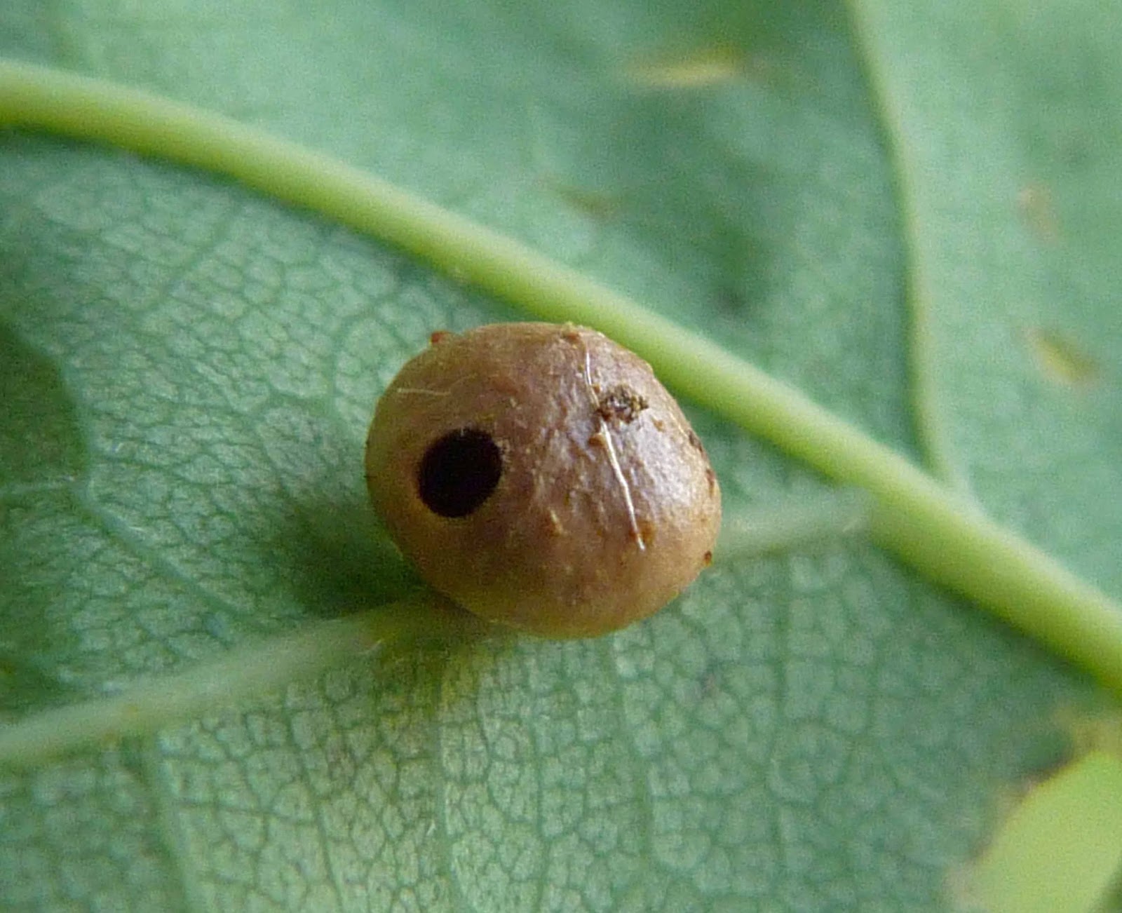 Insects of Scotland: Galls/Leaf-miners