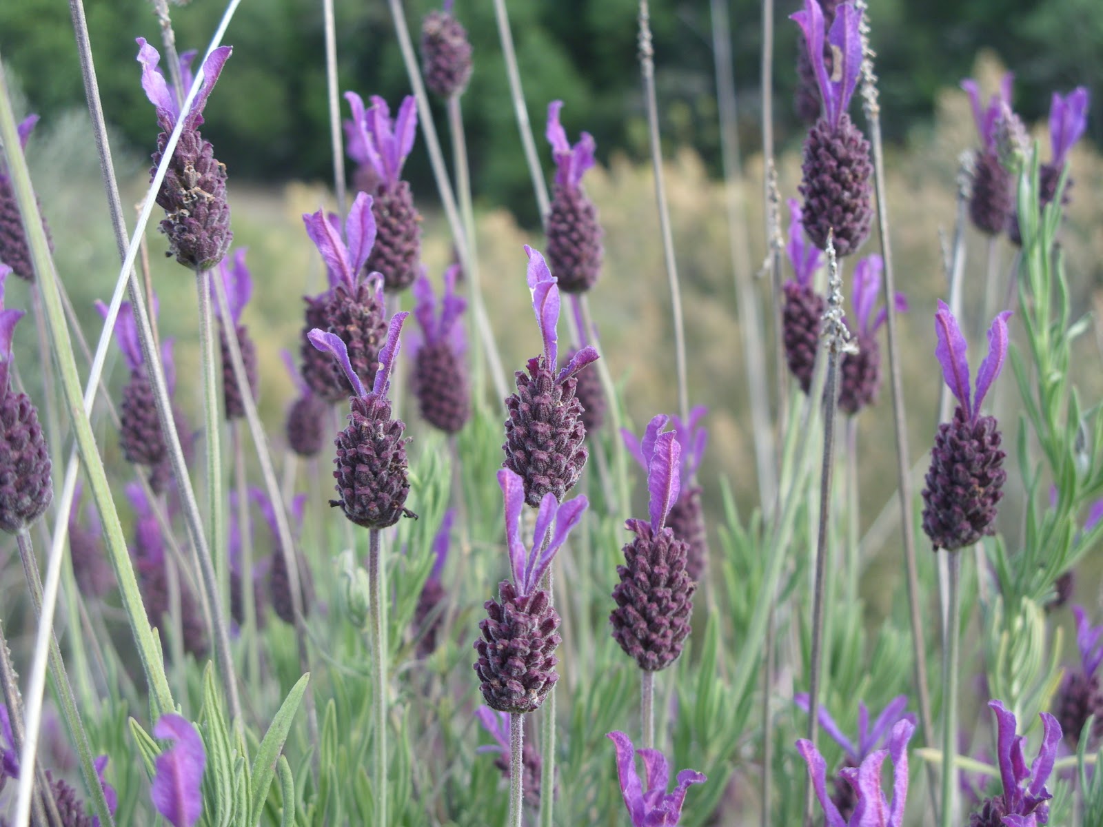 Jardim Autóctone: Plantas autóctones no jardim – Porquê?