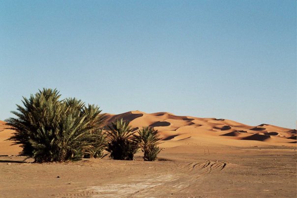 EL ÁRBOL DE LAS ESTRELLAS: L'AGRICULTURE AU BURKINA FASO