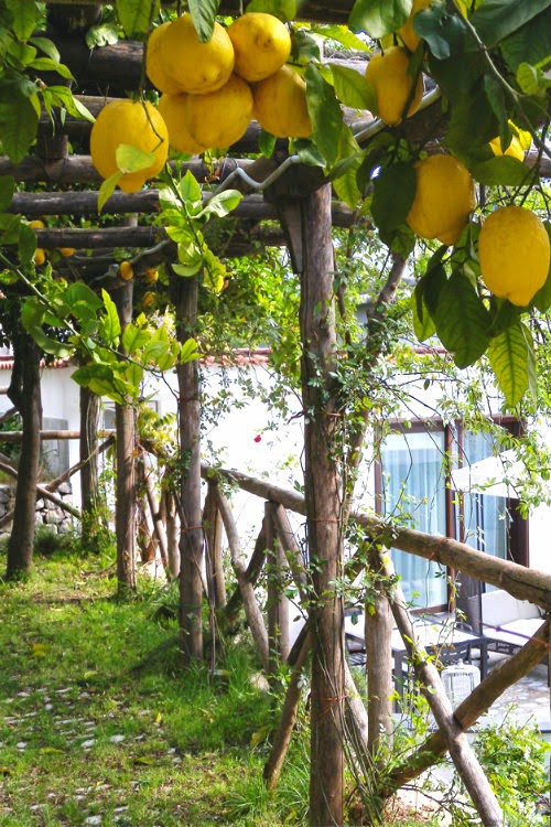 ciao! newport beach: the mystique of a lemon tree