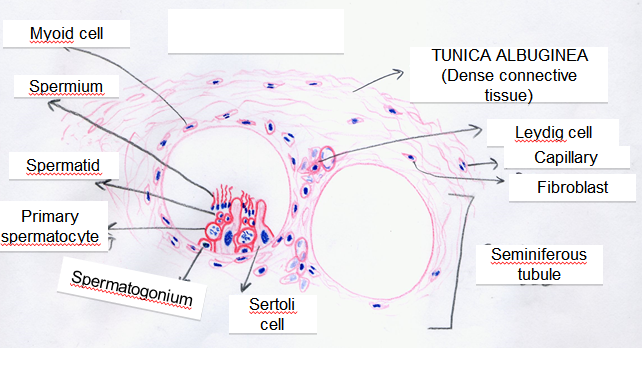 Male Reproductive System
