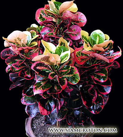 Jom Tanam Bunga: Puding Keladi "Botox"