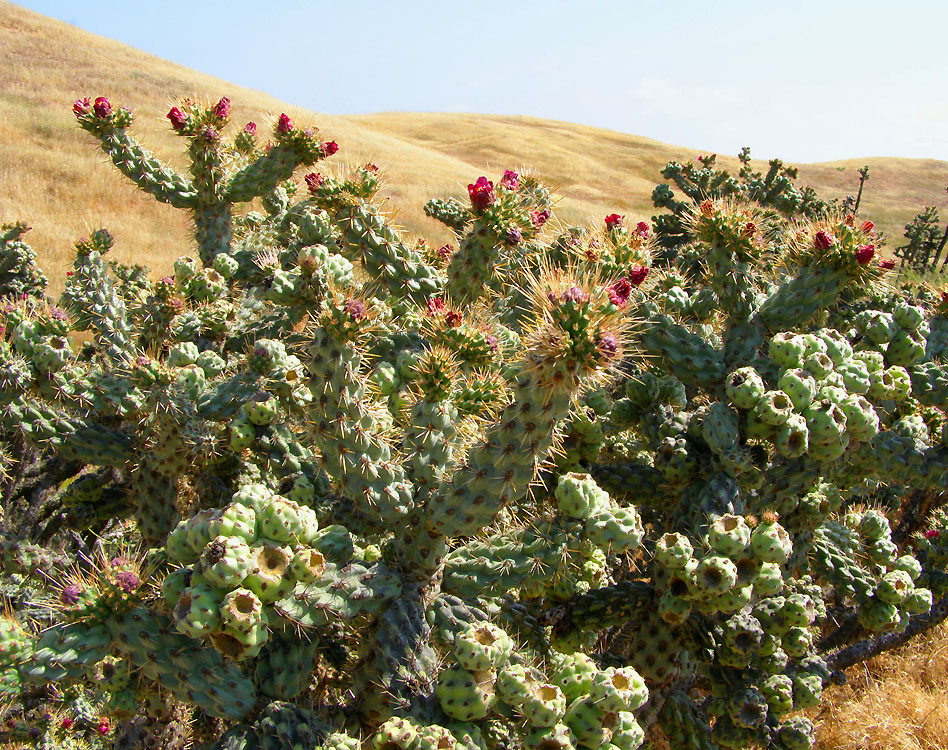 Flora de Baja California: MATORRAL COSTERO
